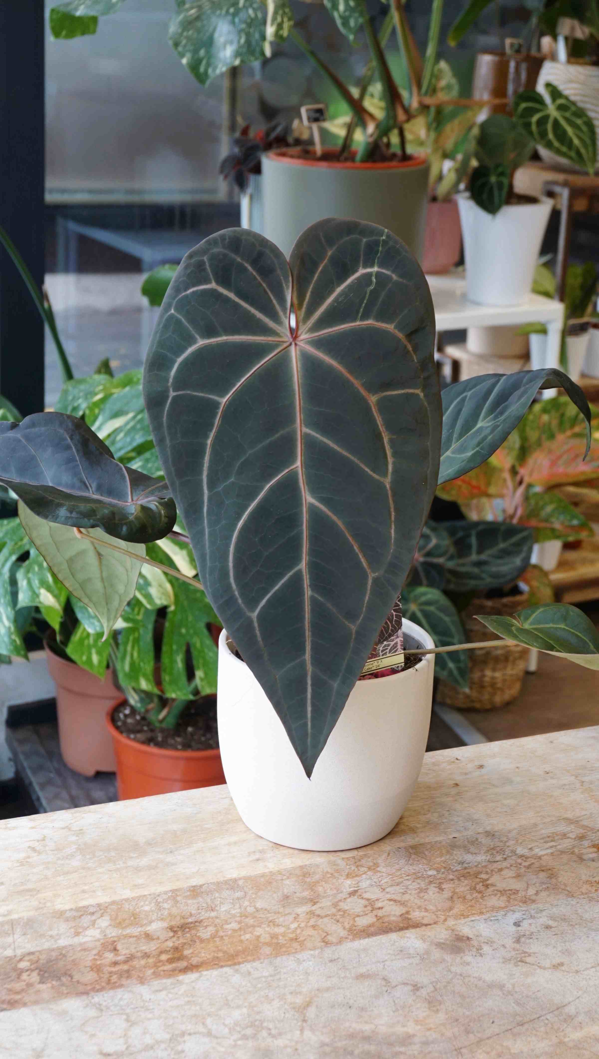 Anthurium Dark Handsome x Red Velvet Cake | Doc Block | Studio Plants ...
