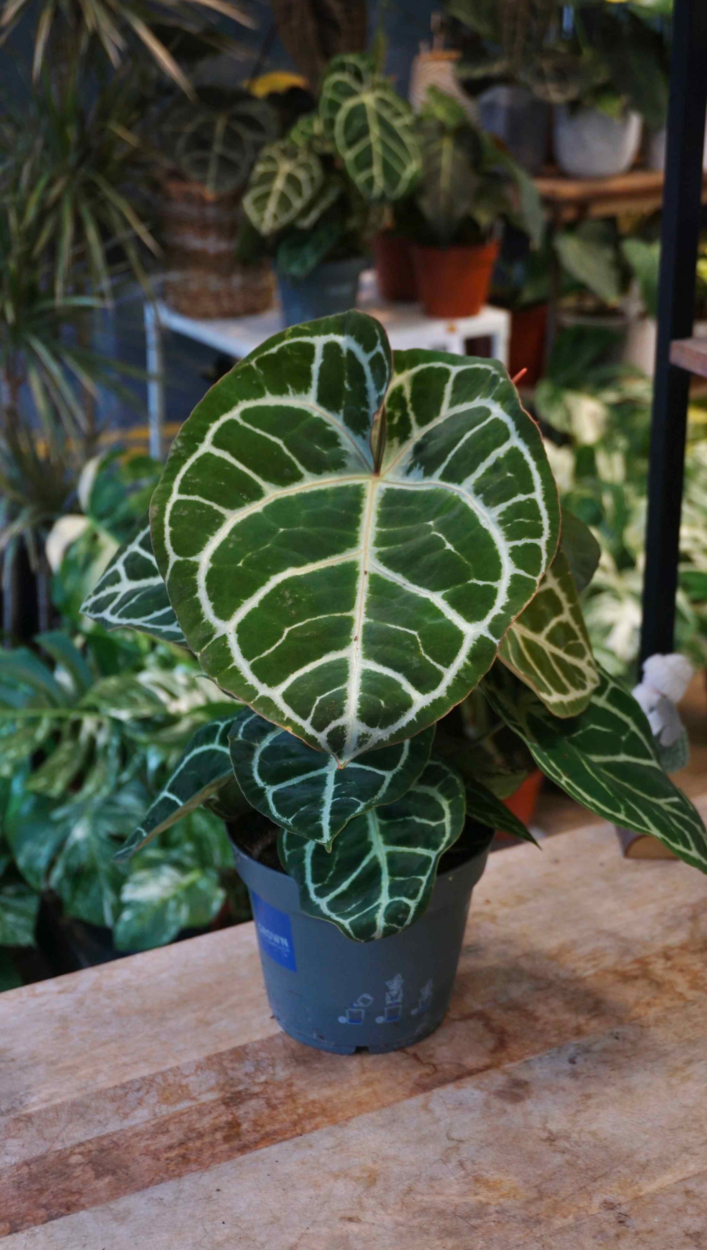 Anthurium Crystallinum Karma | Rare plant | Studio Plants – Studio Plantes