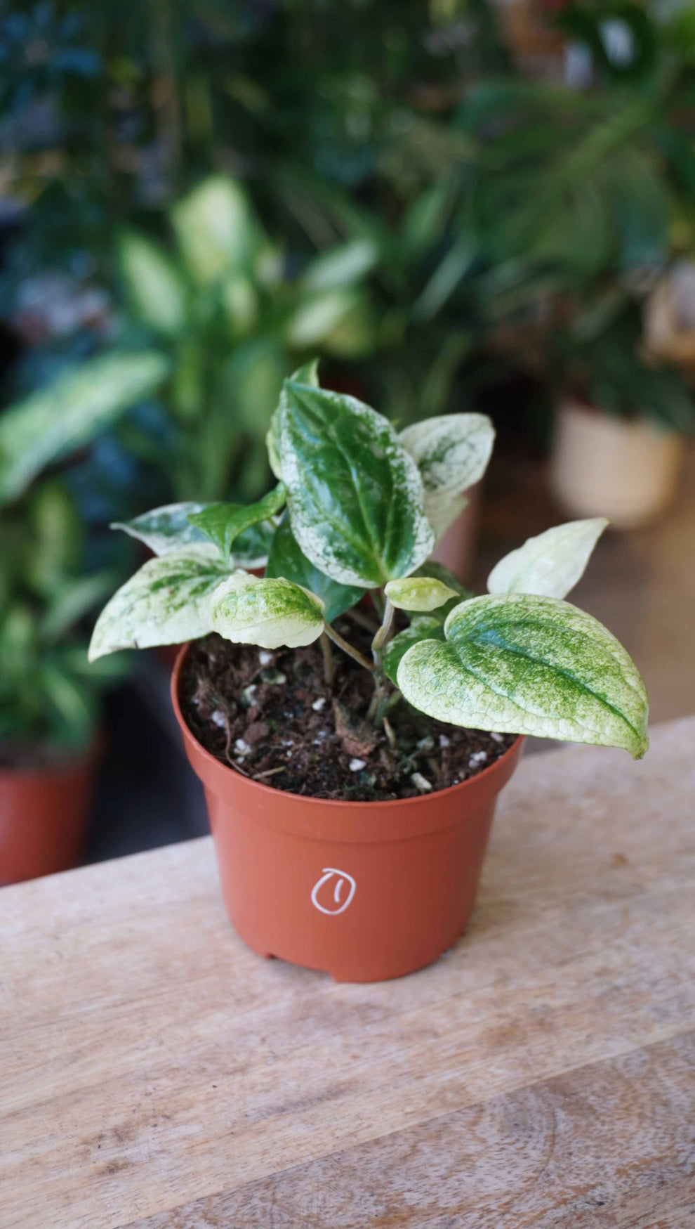 Piper Macropiper Variegata | Rare terrarium plant | Studio Plants ...