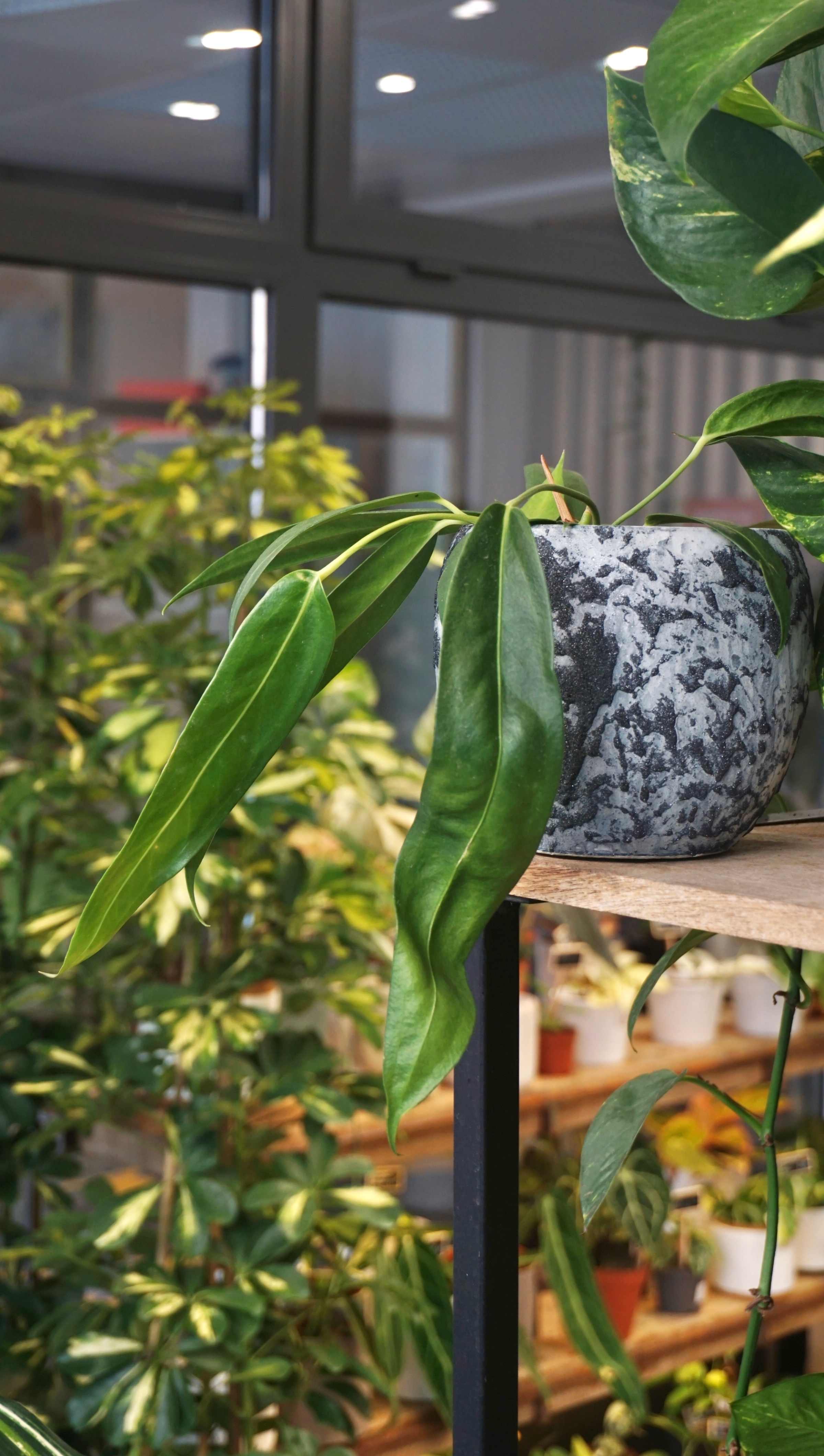 Anthurium Wendlingerii – Studio Plantes